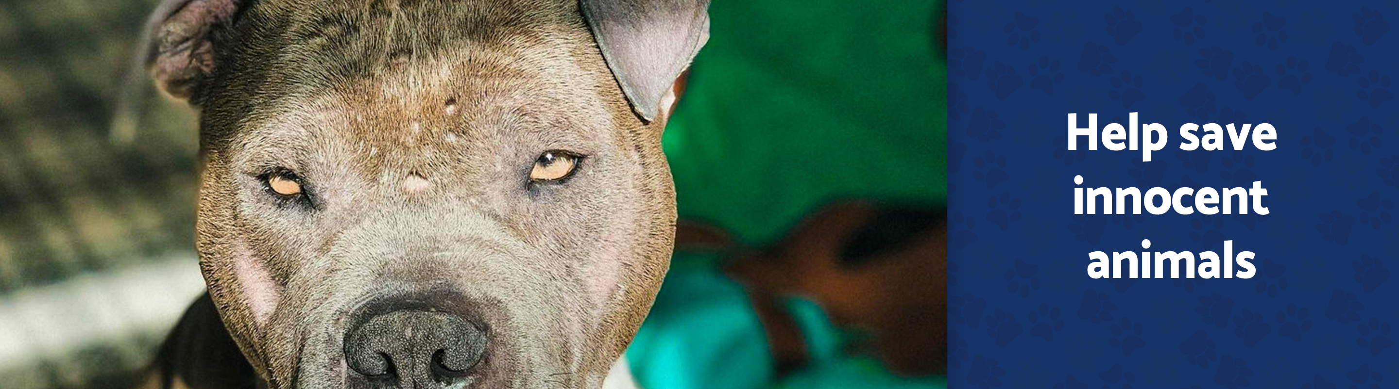 Watauga Humane Society