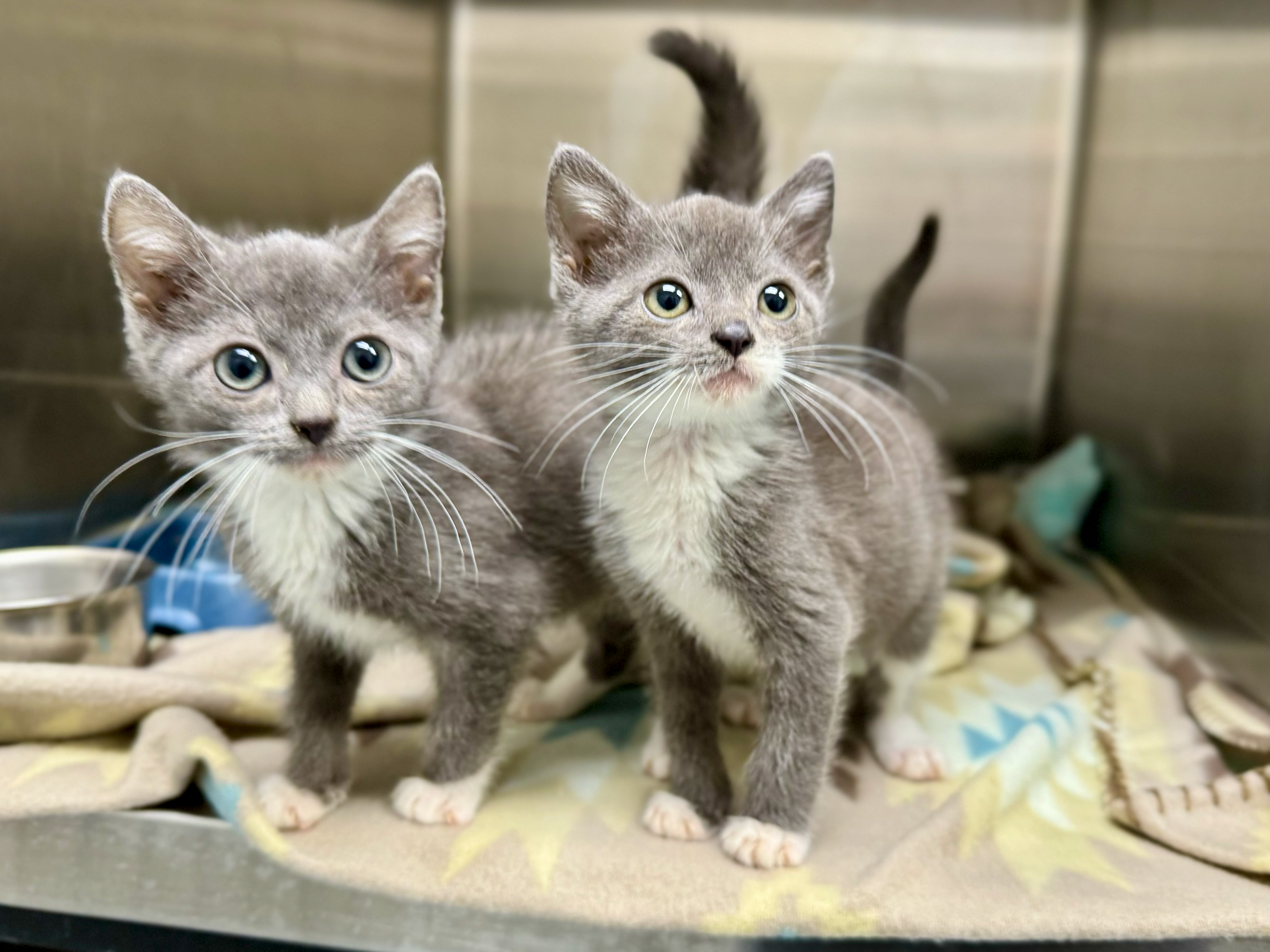 Tiny Beans, Big Dreams: It’s Kitten Time!